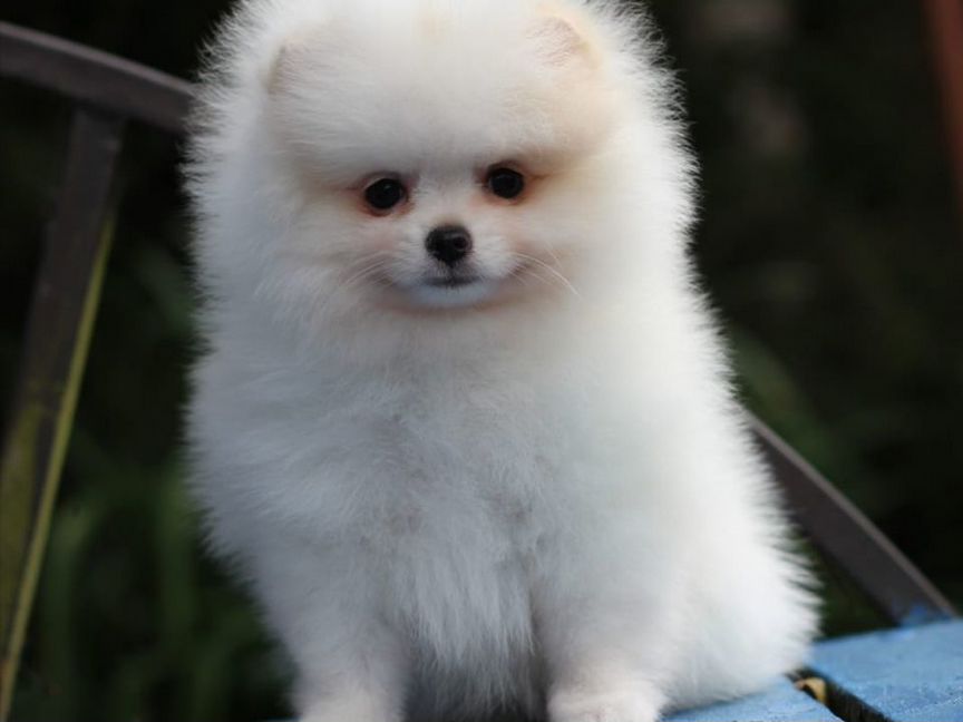 Нежный крем шпиц