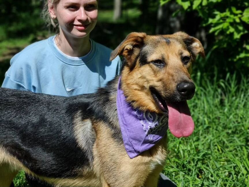 Молодой пес Рэм ждет вас в приюте Некрасовка