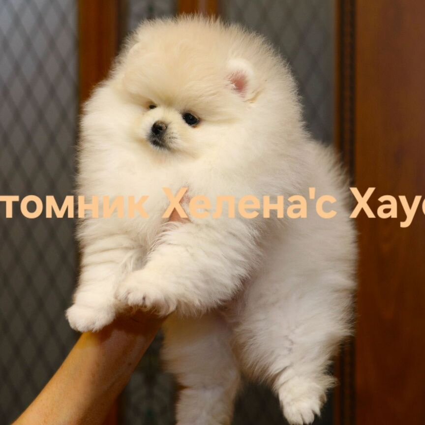 Померанский шпиц, щенок