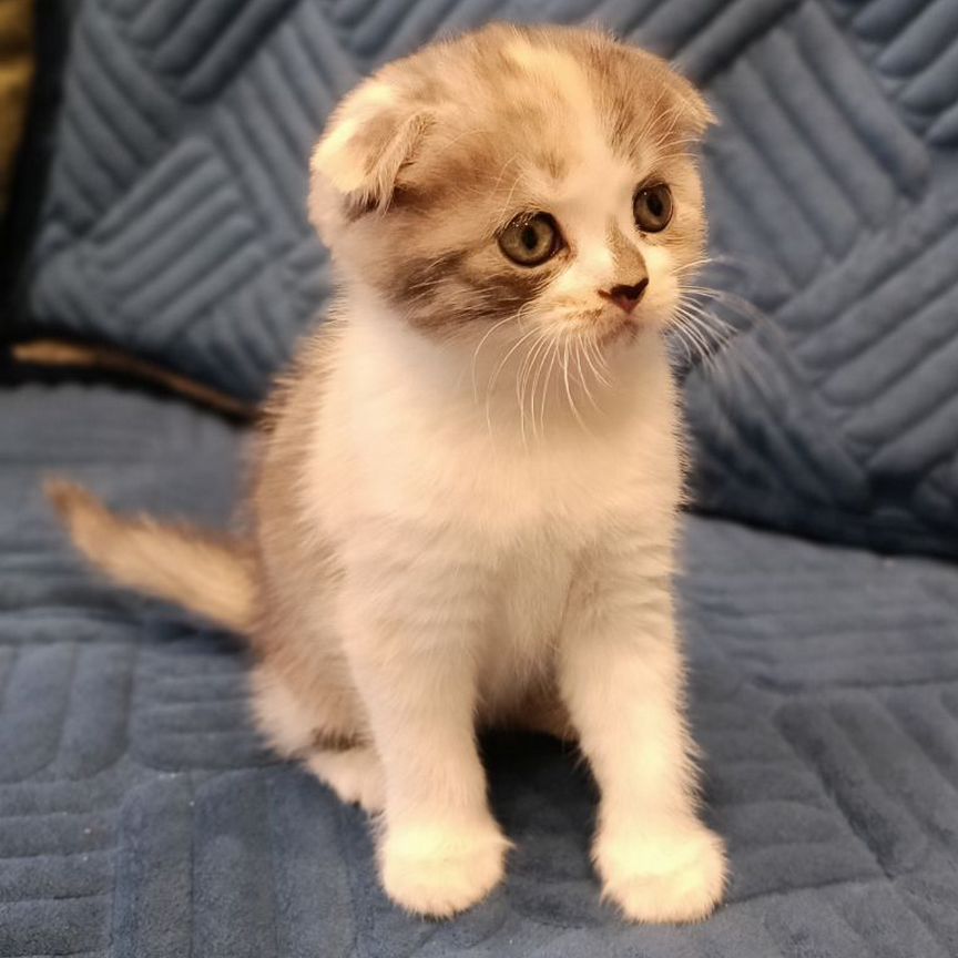 Шотландская вислоухая кошечка