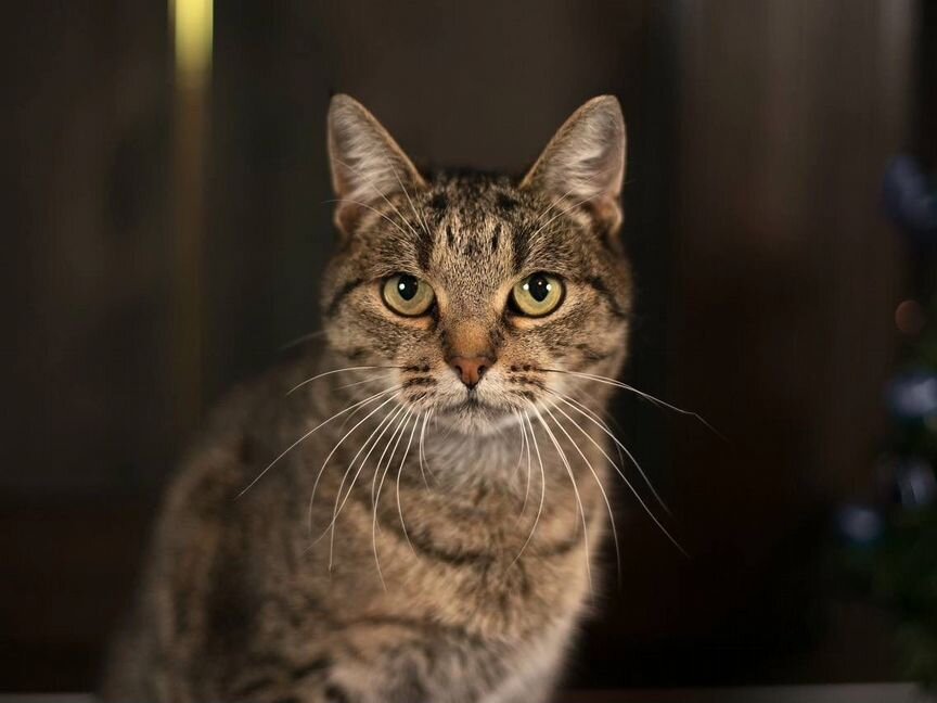 Кошечка в добрые руки