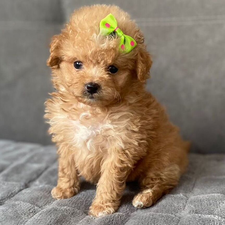 Мальтипу, щенок