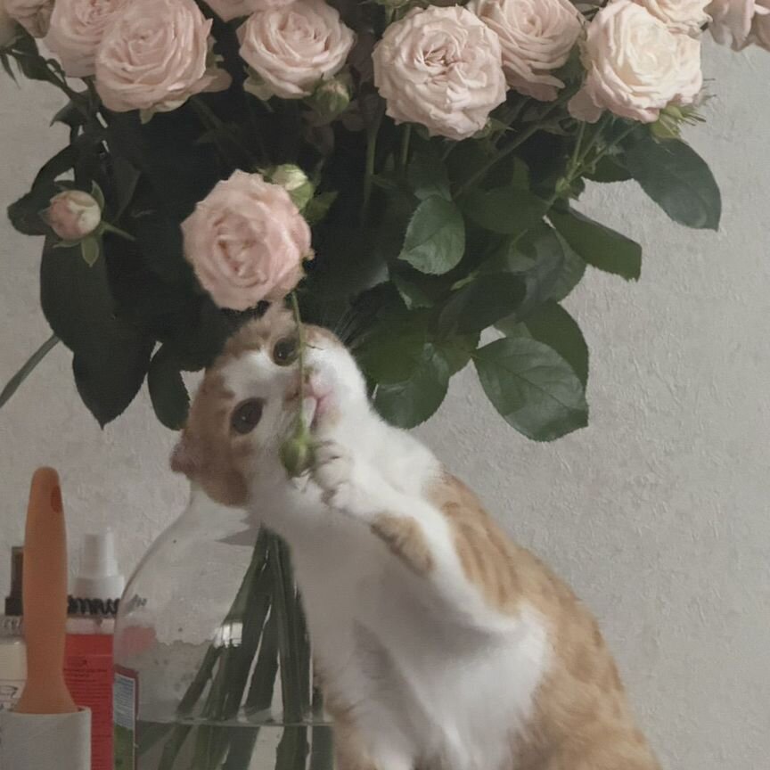 Отдам котенка в добрые руки. Девочка