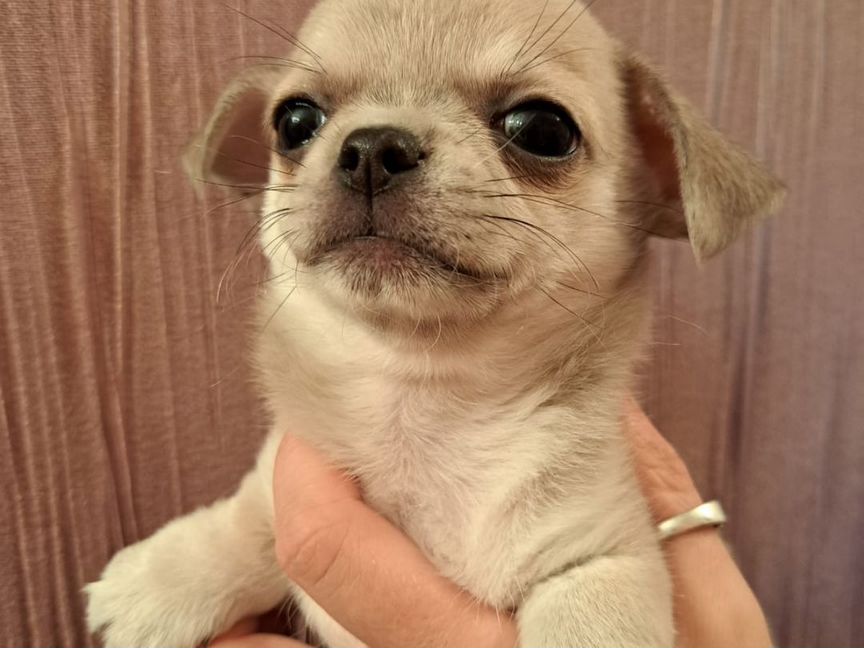 Щенки чихуахуа