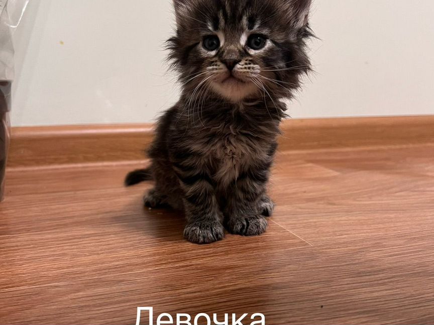 Котята мейн-кун