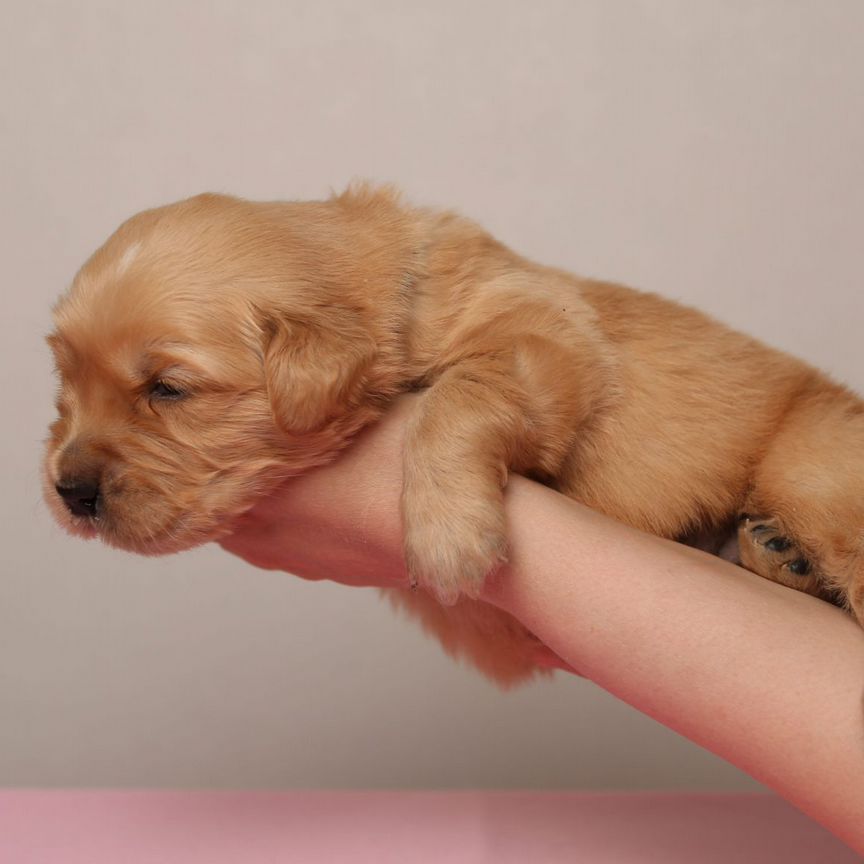 Золотистый ретривер, щенок