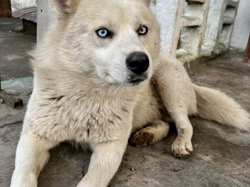 Хаски альбинос в добрые руки