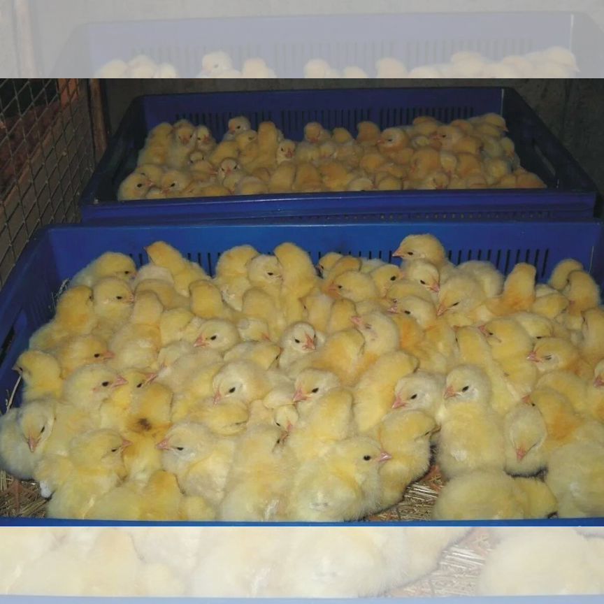 Цыплята бройлеры росс 308 суточные