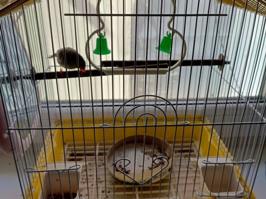 Птицы амадин