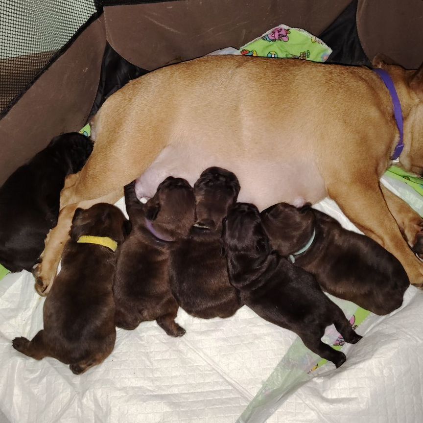 Французский бульдог, щенок