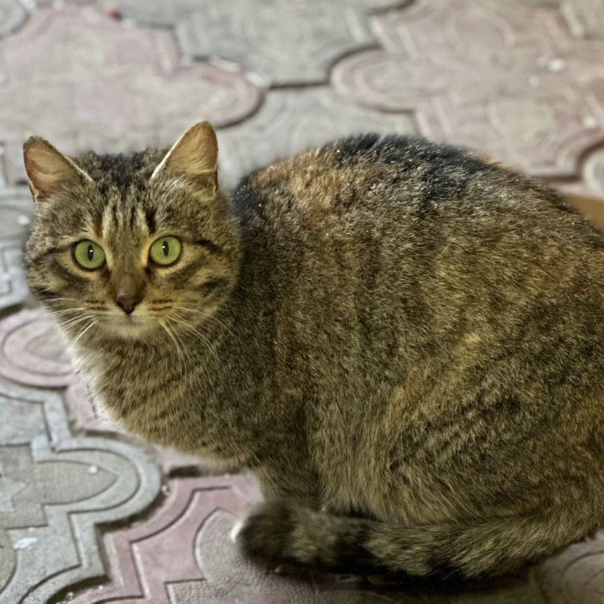 Сибирская кошечка