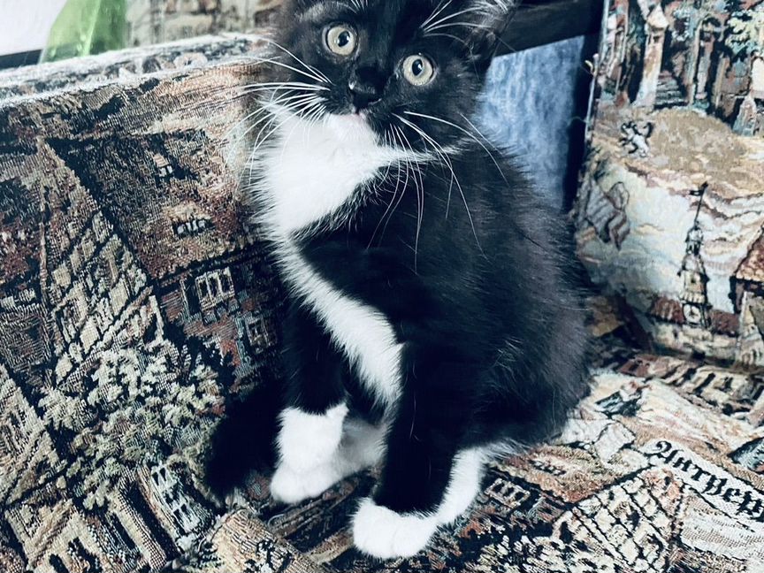 Черная кошка