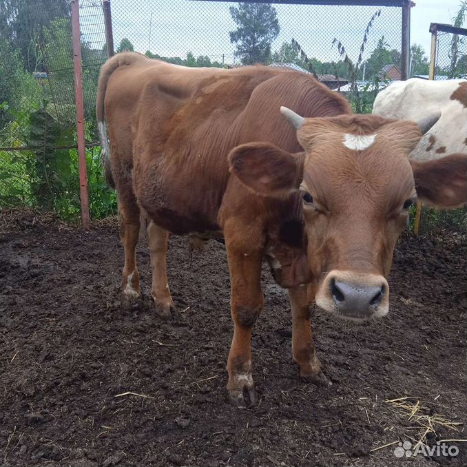 Айширский бык