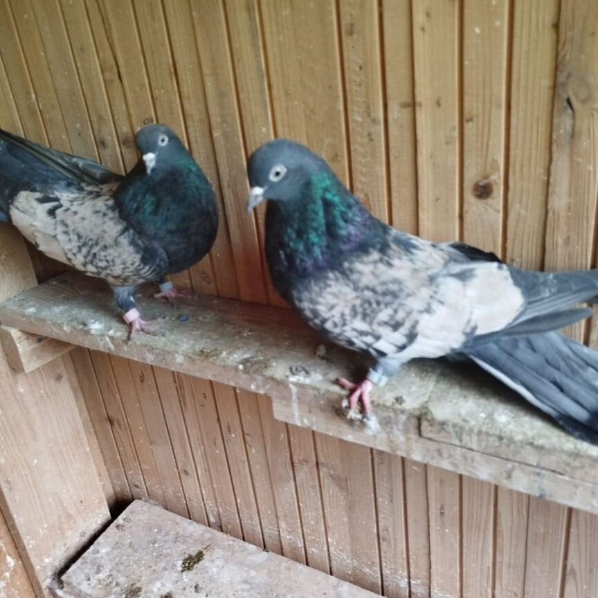 Голуби кировоградские