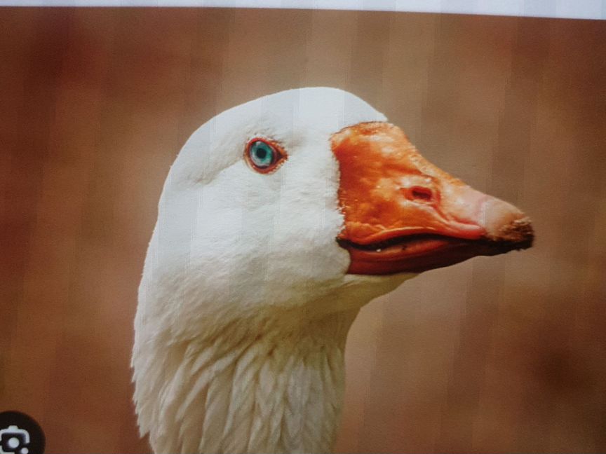 Продам гуся