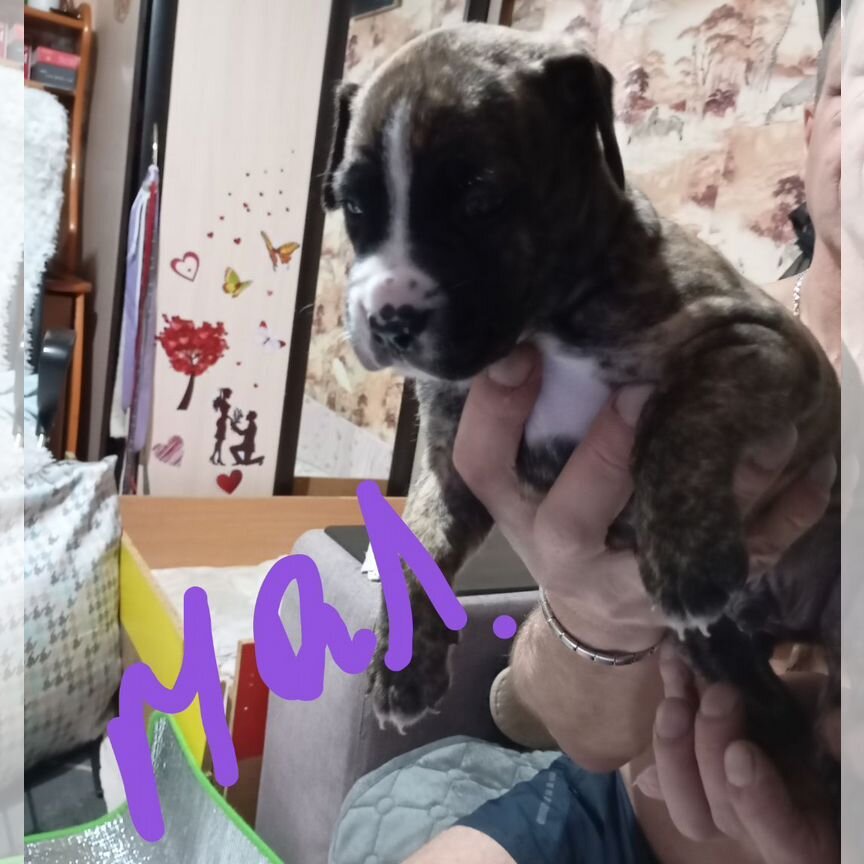 Американский стаффордширский терьер, щенок