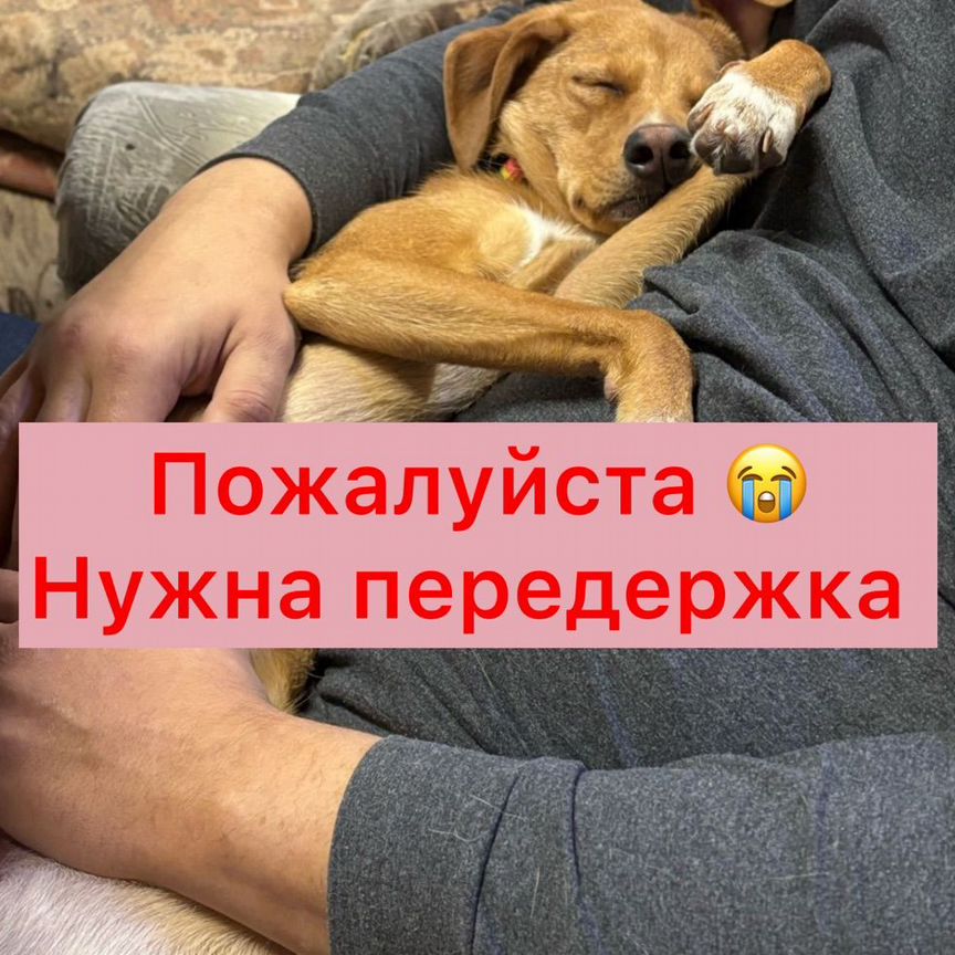 Нужна передержка для маленькой собаки или дом