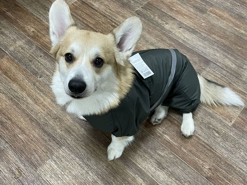 Костюм для корги мальчика