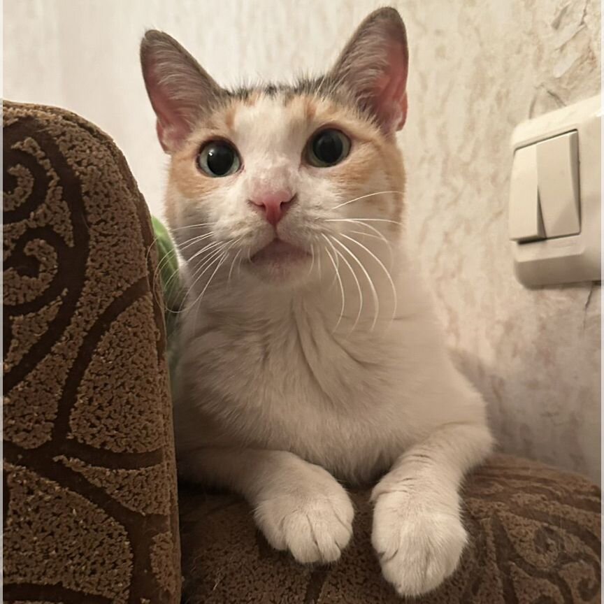 Кошка в добрые руки