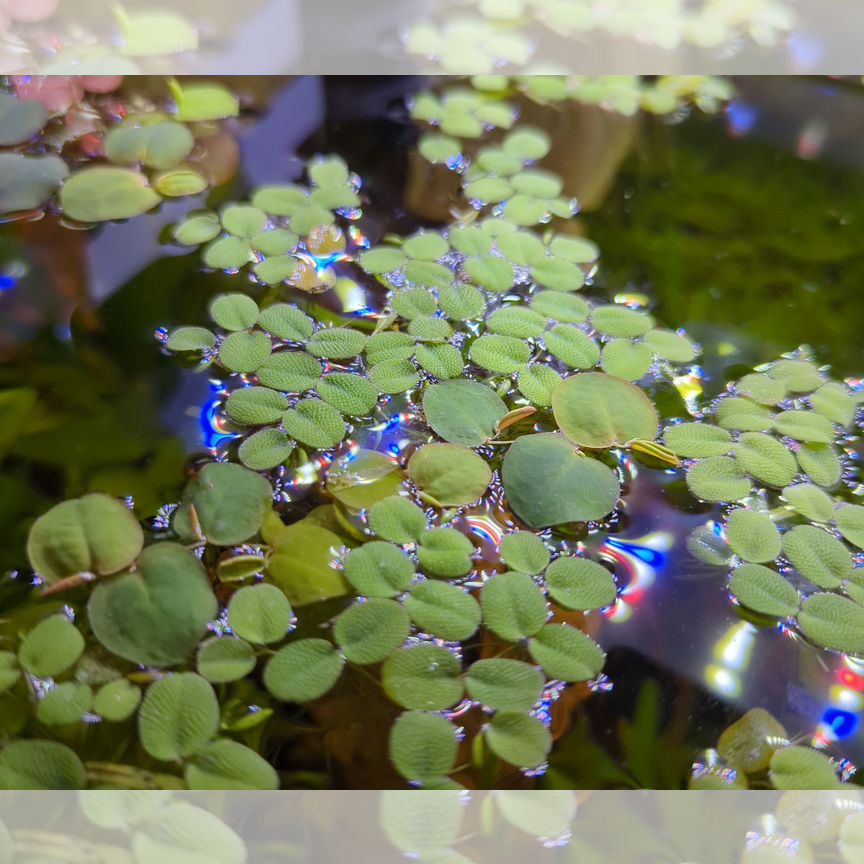 Прополка аквариума: растения, улитки