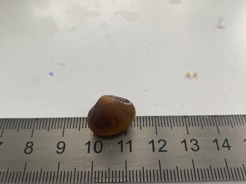 Корбикула яванская