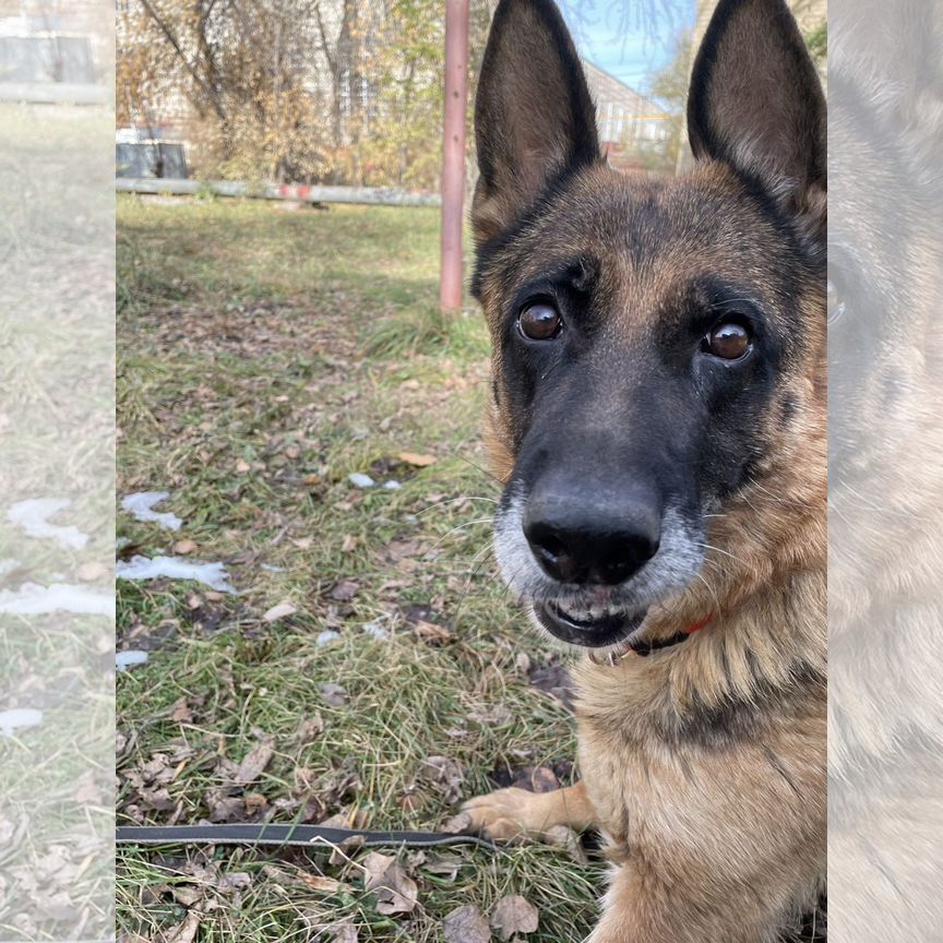 Немецкая овчарка в добрые руки