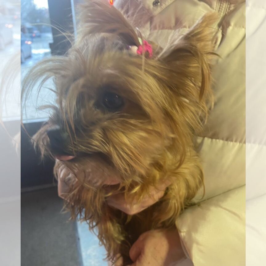 Йоркширский терьер,ищем хозяина, потерялась