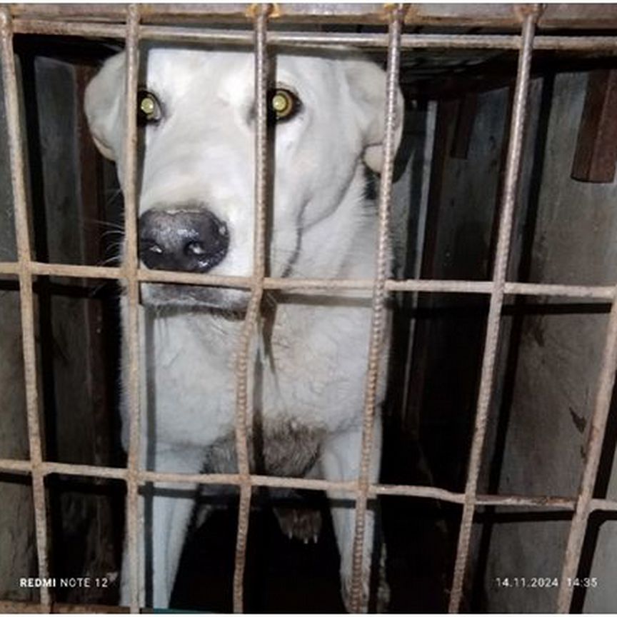 Собаки желают обрести семью)