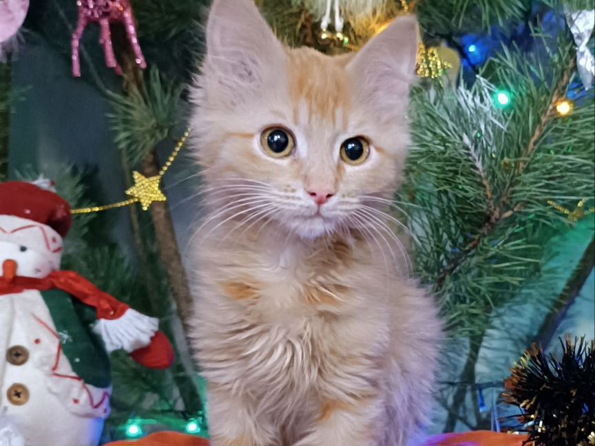 Две прекрасные девчушки в добрые руки