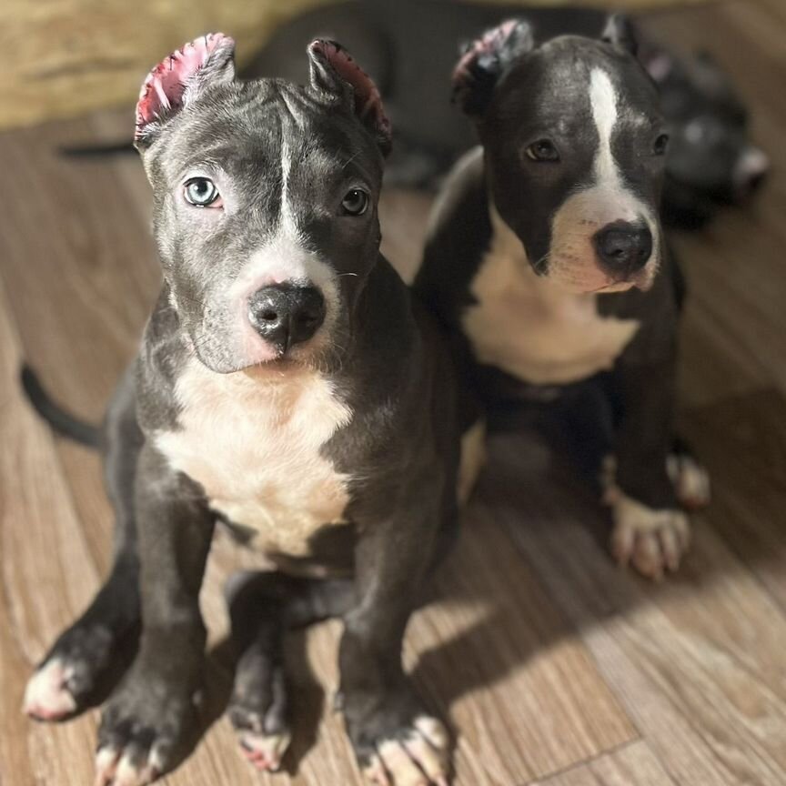 Американский булли, щенок