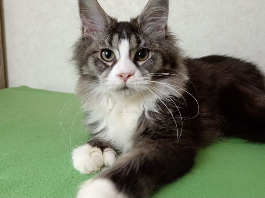 Котята мейн-кун полидактильные