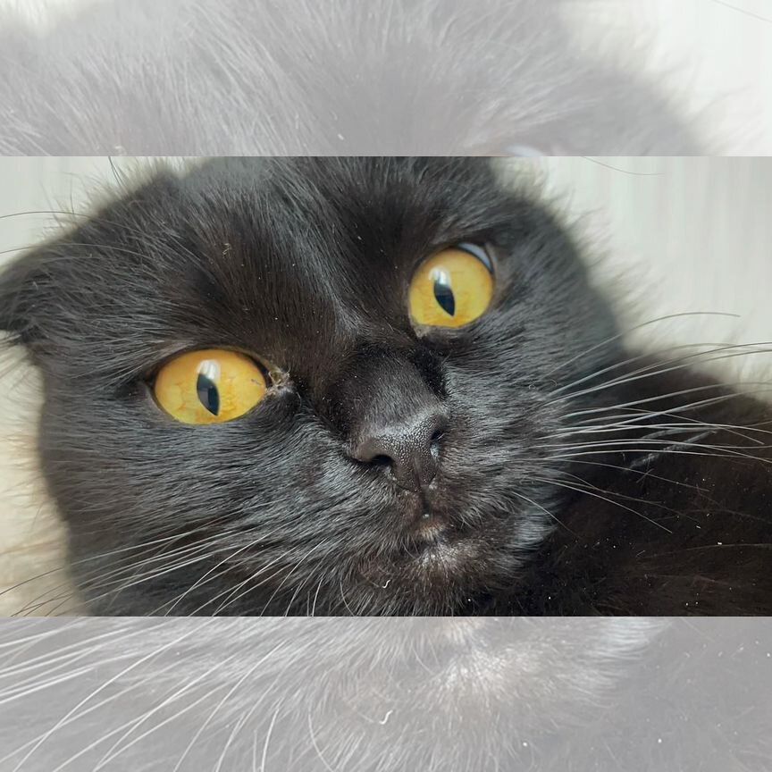 Кошки
