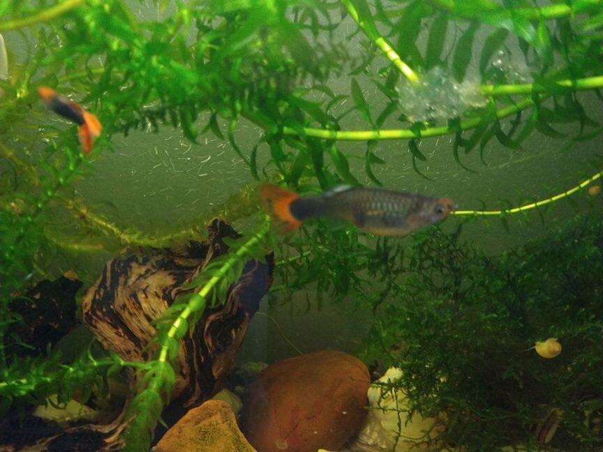 Аквариумные рыбки гуппи