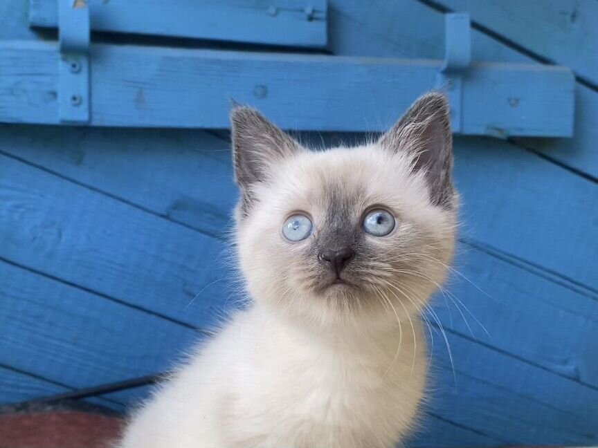 Котенок