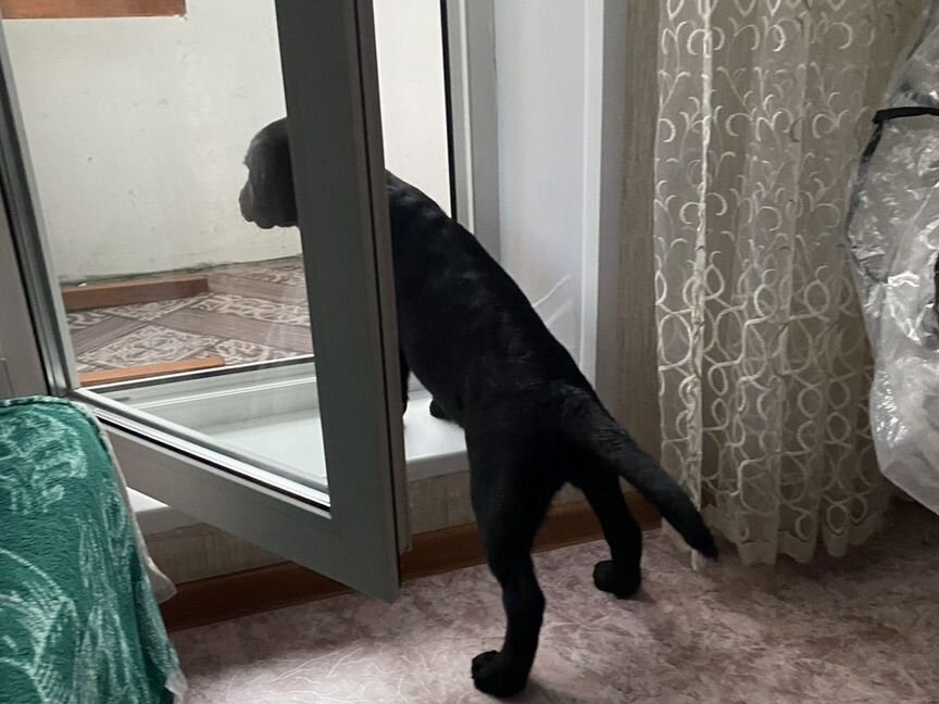 Продам щенка