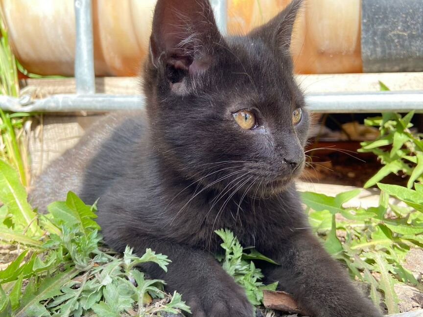 Котята в добрые руки бесплатно