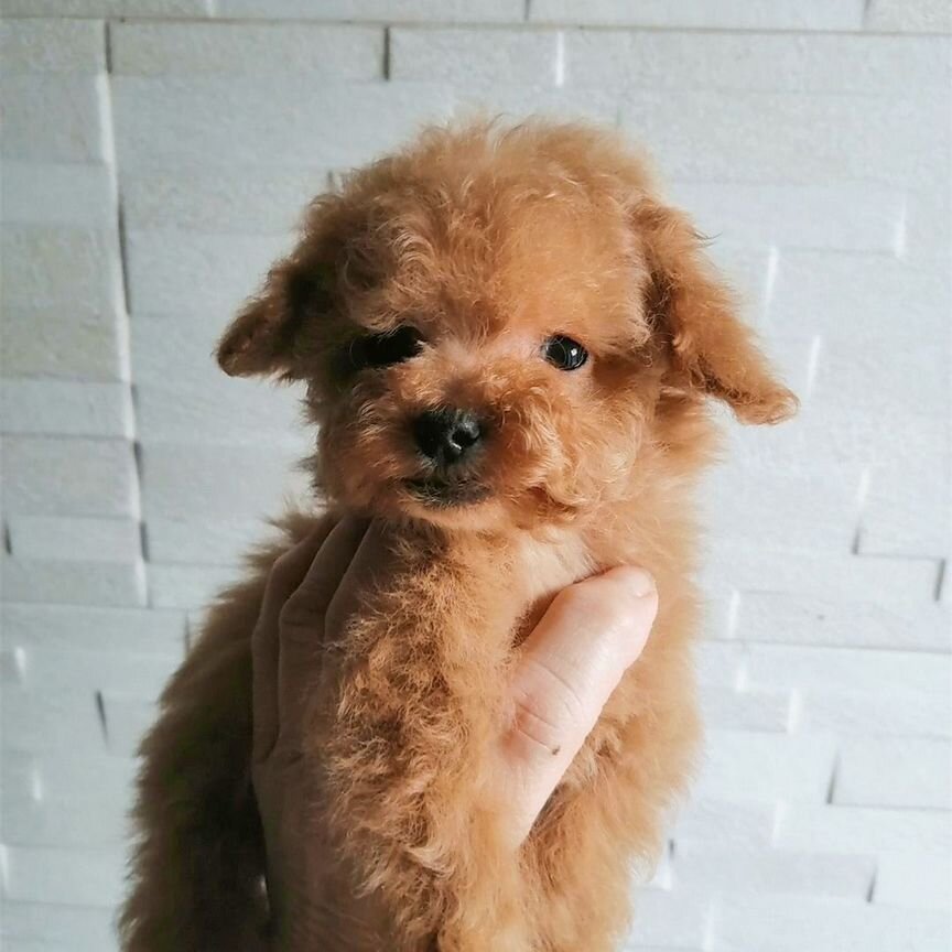 Китайский тэдди