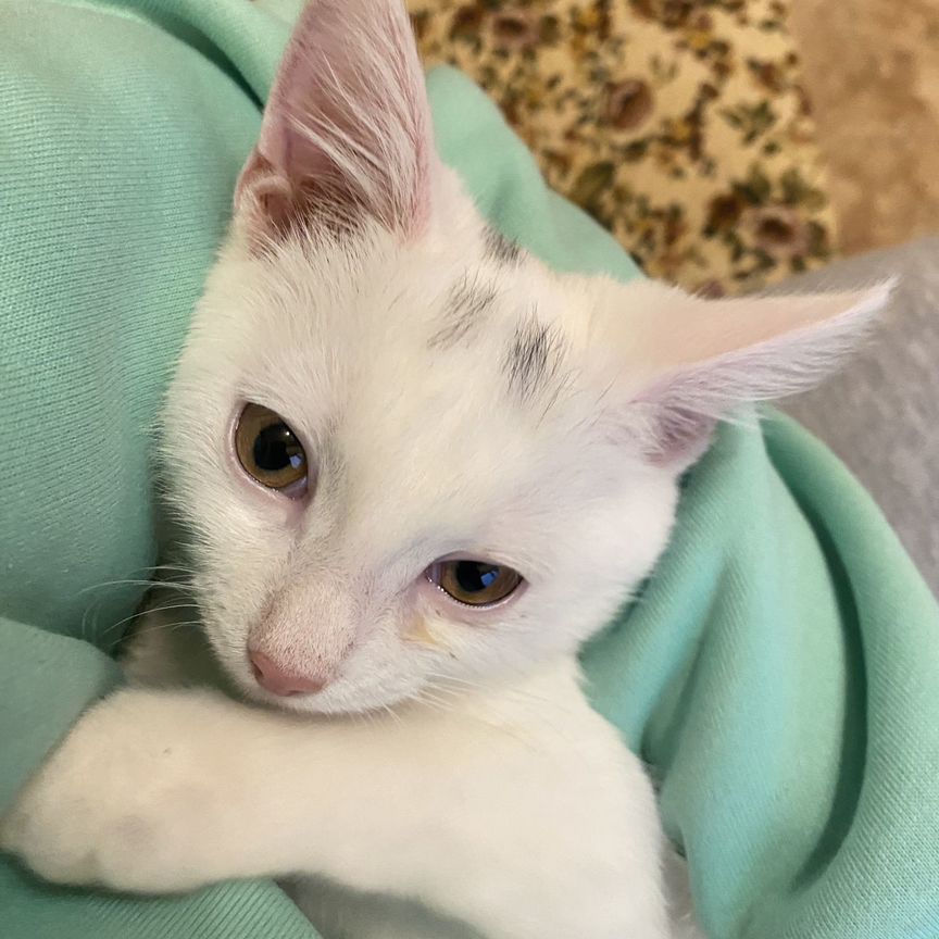 Котята турецкой ангоры