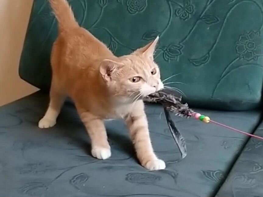 Котик. Розовый. Подросток