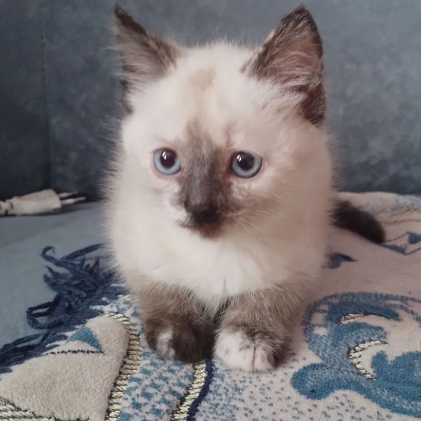 Сиамский котёнок