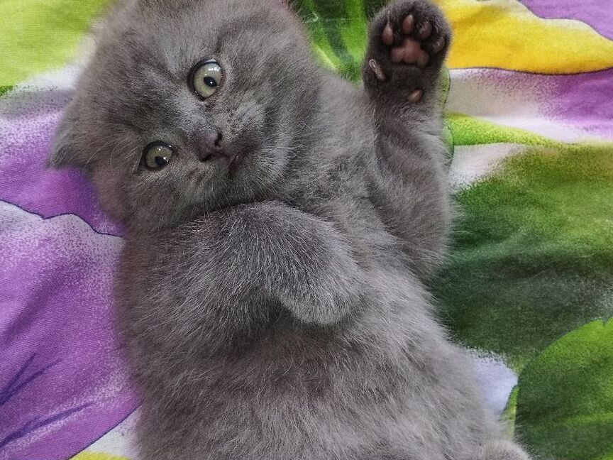 Плюшевый вислоухий малыш