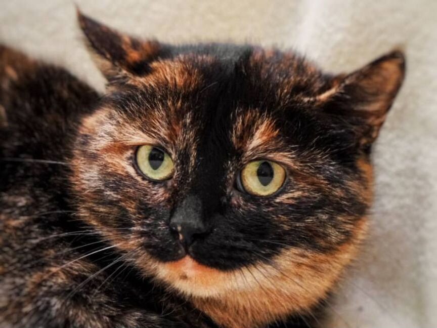 Трехцветная кошка ищет лучшего хозяина