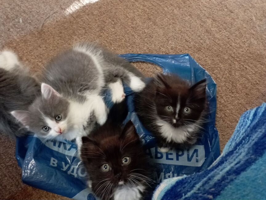 Невская маскарадная