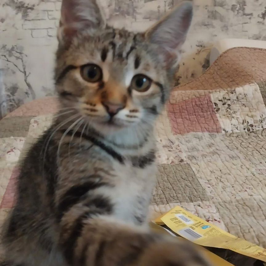 Котенок девочка 2.5 мес в приюте