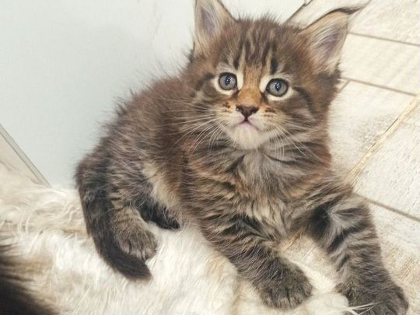 Котята мейн-кун