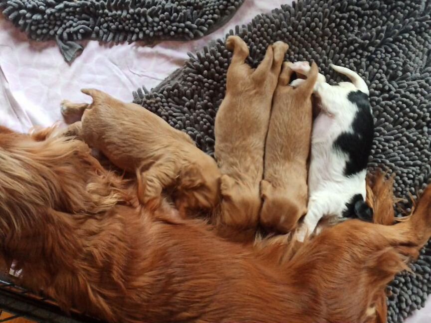 Кавалер кинг чарльз спаниель рубин