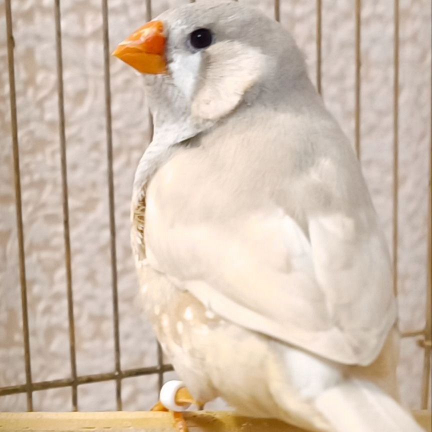 Зеброва Амадина Самец