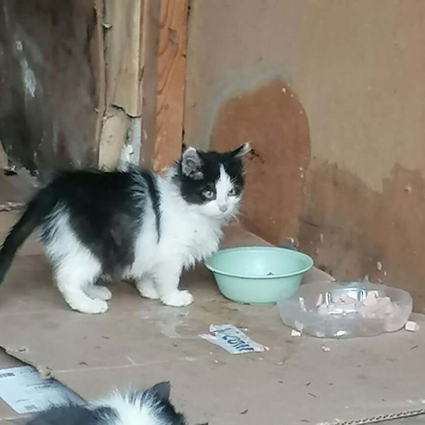 Котята отдам в добрые руки бесплатно