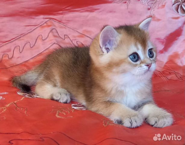 Британские котята золотая шиншилла