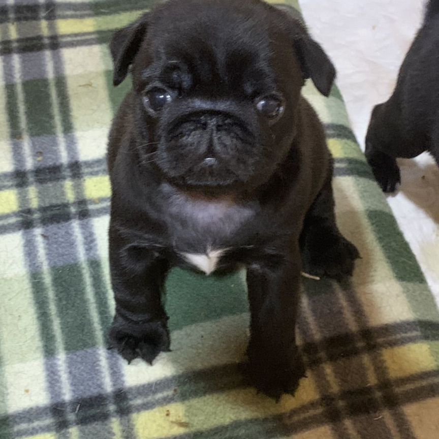 Уголек мопс